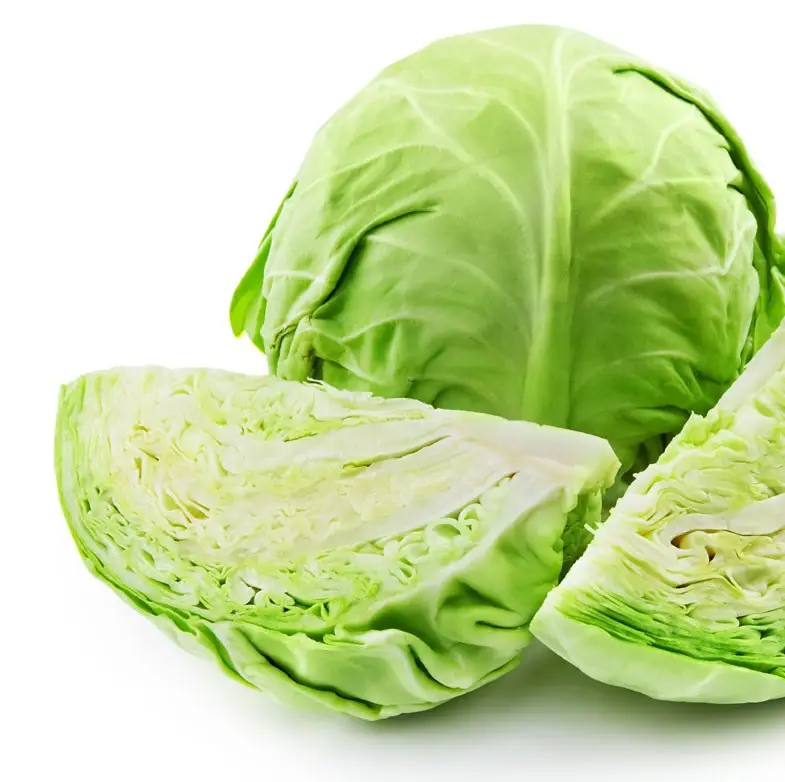 cabbage+2.jpg | Gardening ABC