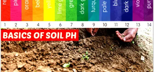 How to Increase The Soil pH: A Step By Step Guide