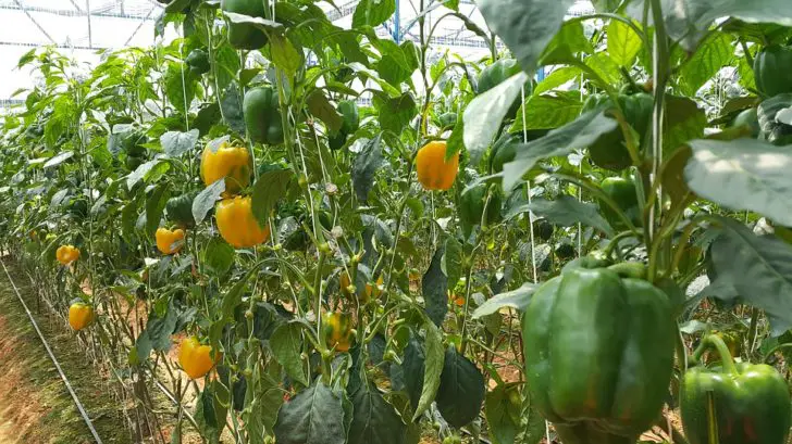 How To Grow Bell Peppers: Useful Tips For Growing Bell Peppers