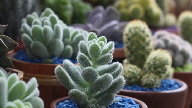 How To Grow Cactus Plants: The ABC of Growing Cactus