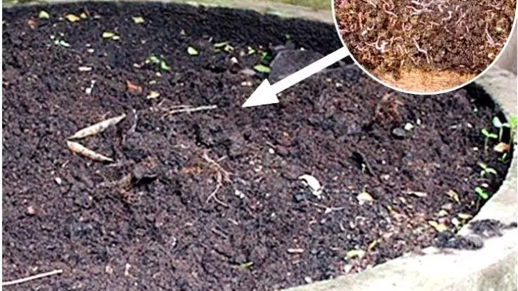 How Vermicompost Is Prepared: Is it Better Than Traditional Compost