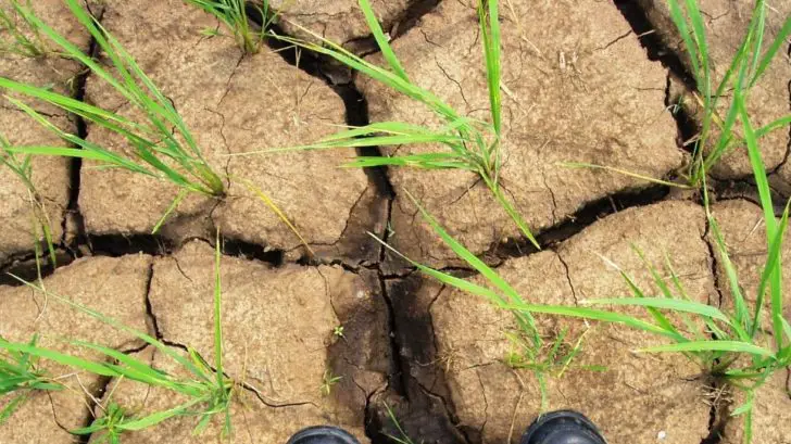 How To Take Advantage of Poor Quality Garden Soil and Environment