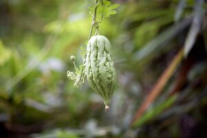 Growing Bitter Melons Made Easy: A Simple Guide From Planting To Harvesting