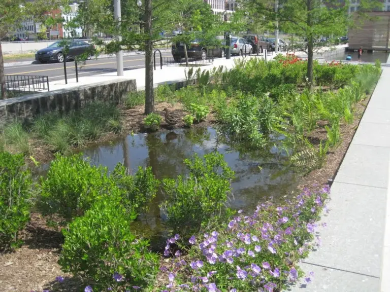 Basics Of Rain Garden | What, Why And How Of Building A Great Garden