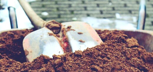 How to Improve Sandy Soil: Here are 4 Simple Steps