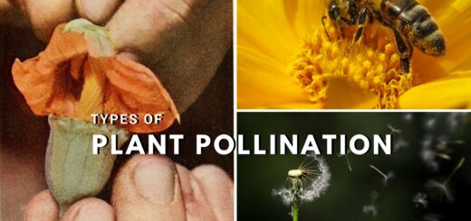 types of plant pollination - Gardening ABC