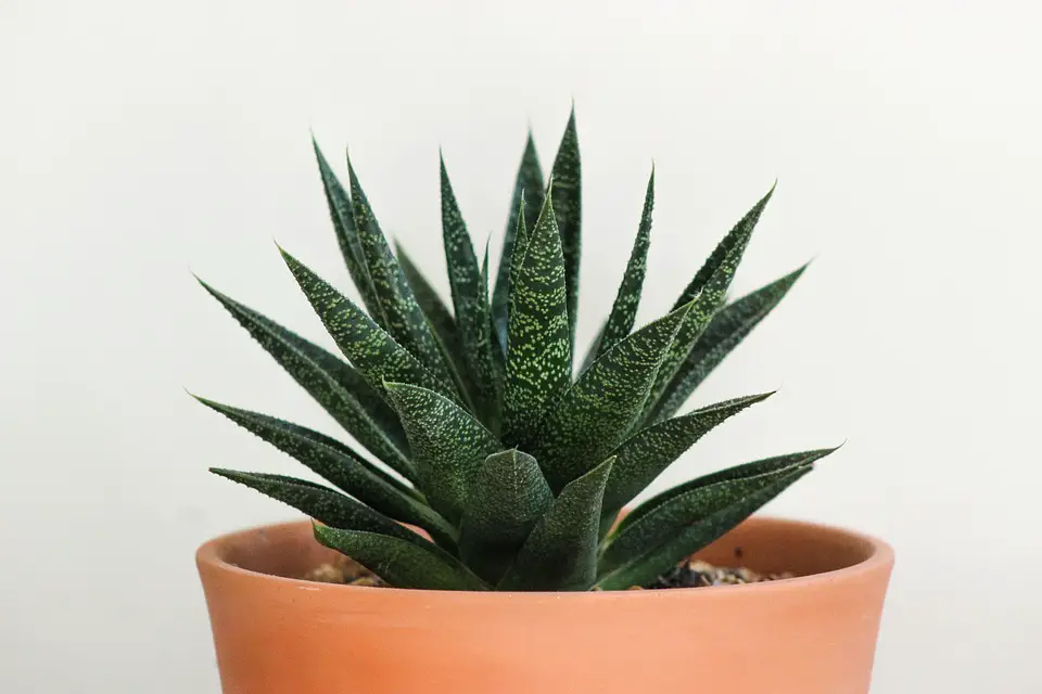 How To Grow Aloe Vera Plant: Here Are Some Useful Aloe Growing Tips