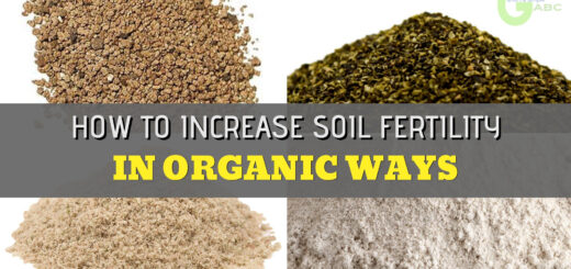 Can You Grow Plants In Silty Soil? 3 Simple Ways to Improve Silty Soil