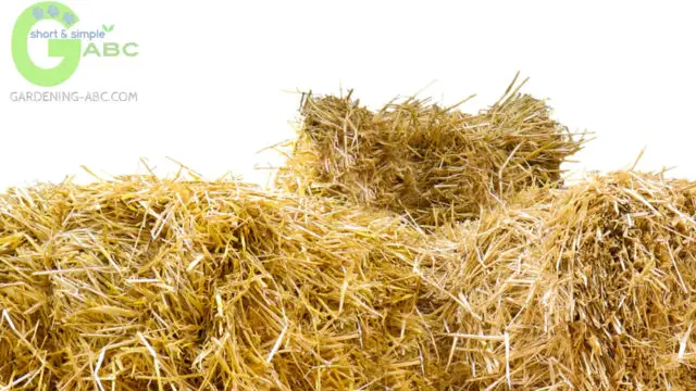 What To Put In A Compost Bin: The Secrets Of Composting Ingredients