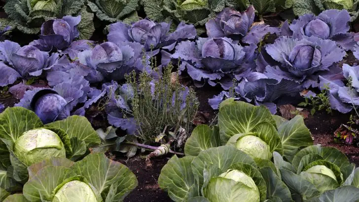 How to Grow Cabbage At Home: Growing Cabbage Plant Made Simple