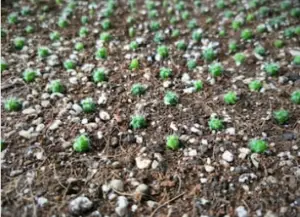 How To Grow Cactus From Seeds| Simple Tips For Growing Cactus