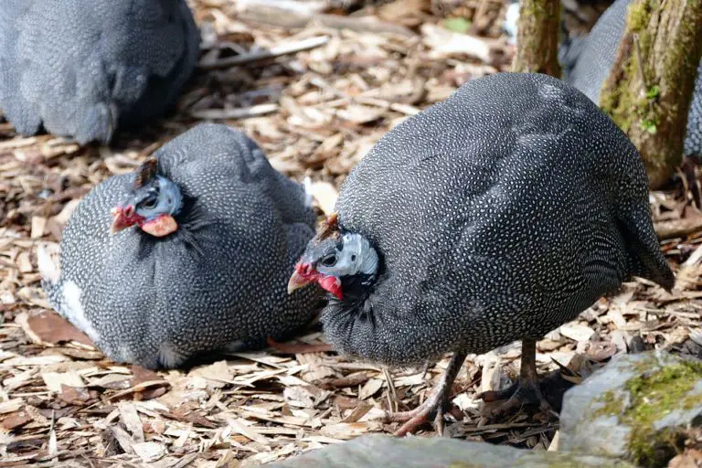 Chickens In The Garden: How To Use Chickens To Control Garden Pests