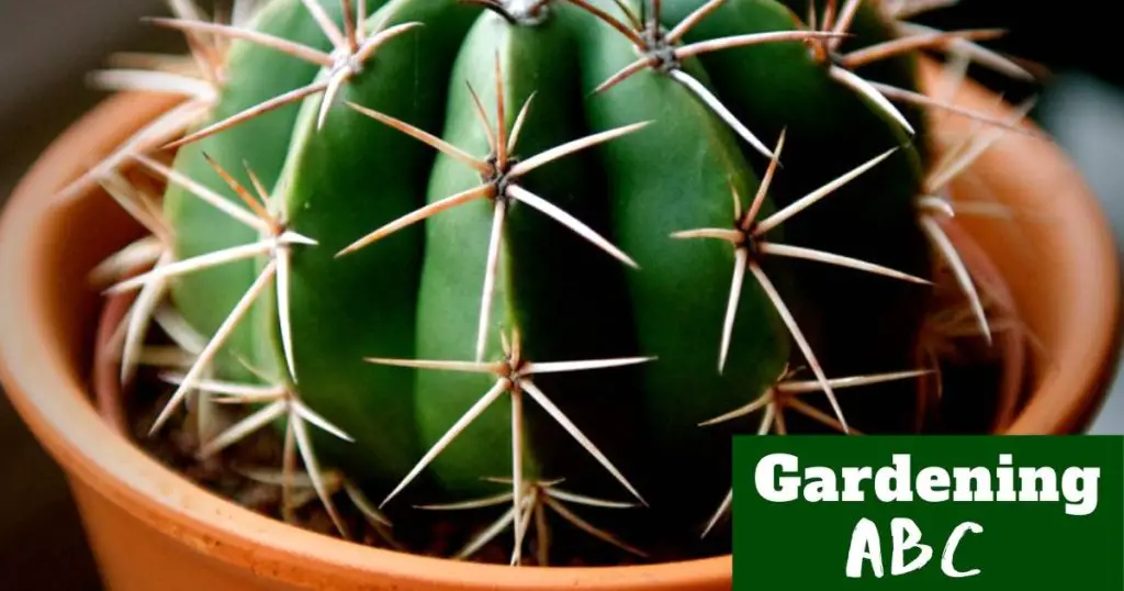 How To Grow Cactus - Gardening ABC