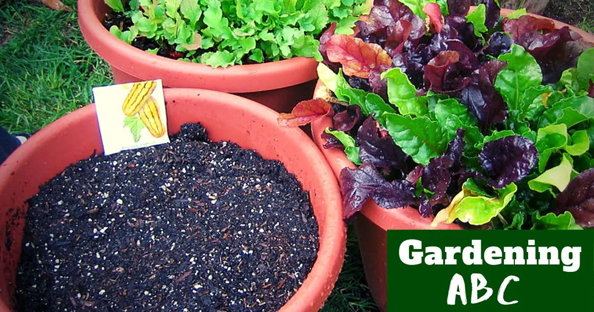 What Is Potting Mix - Gardening ABC