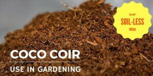 What Is Coco Coir And How To Use It In Gardening