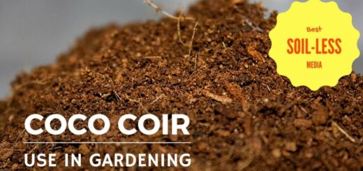 Everything You Need To Know When Growing Vegetables In Coco Coir