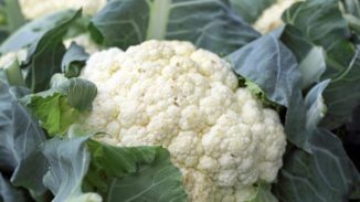 Cauliflower Plant Growth Stages: A Complete Guide