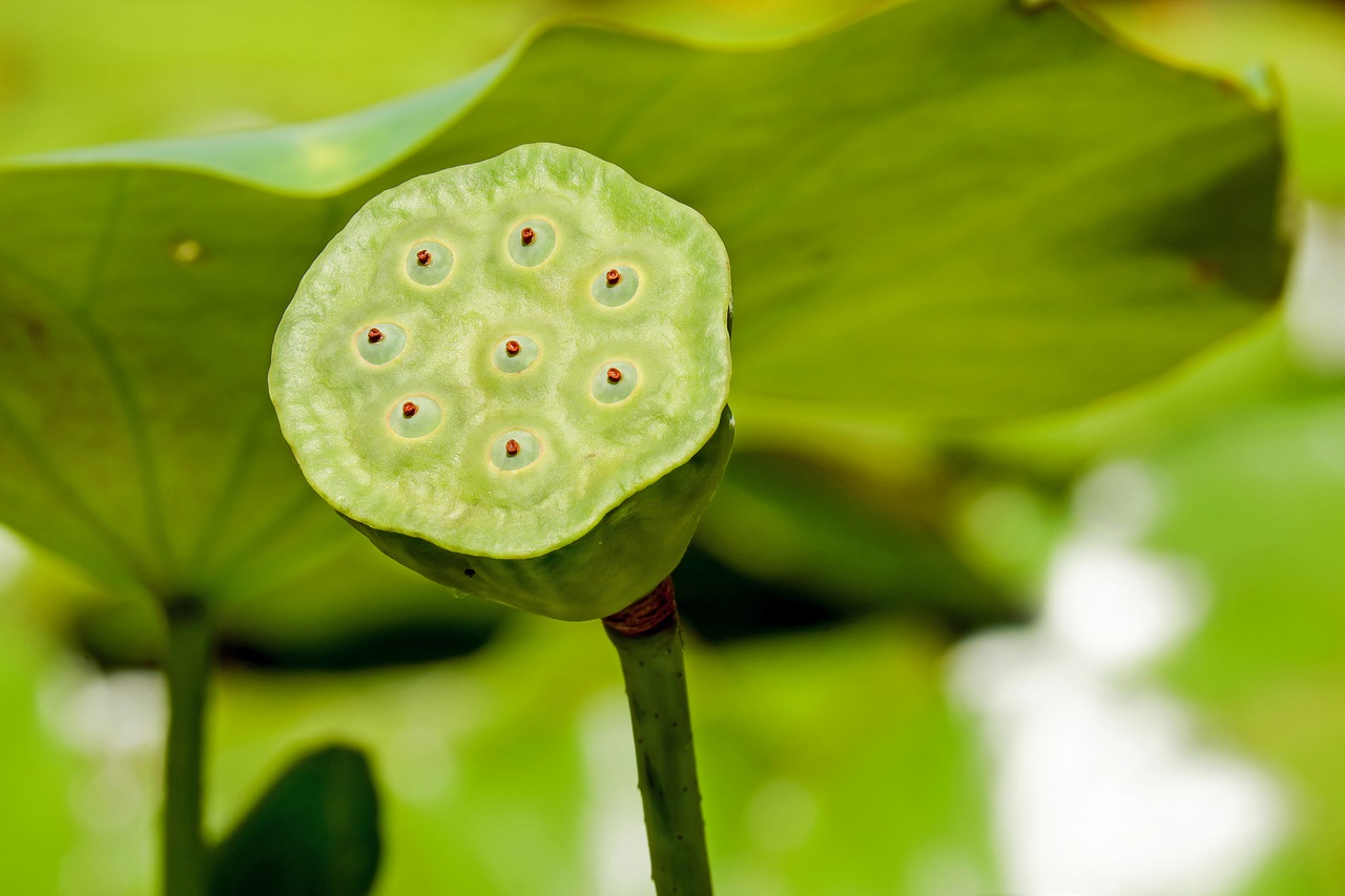 How To Grow Lotus Flowers At Home: With Simple Tips On Planting Lotus Seeds