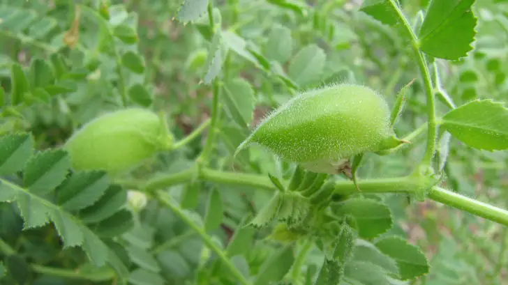 How to Grow Chickpeas A Step By Step Guide on Growing Chickpeas