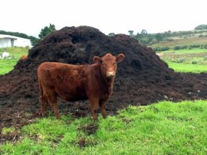 Manure For Garden | What Is Manure? How To Use It In Your Garden