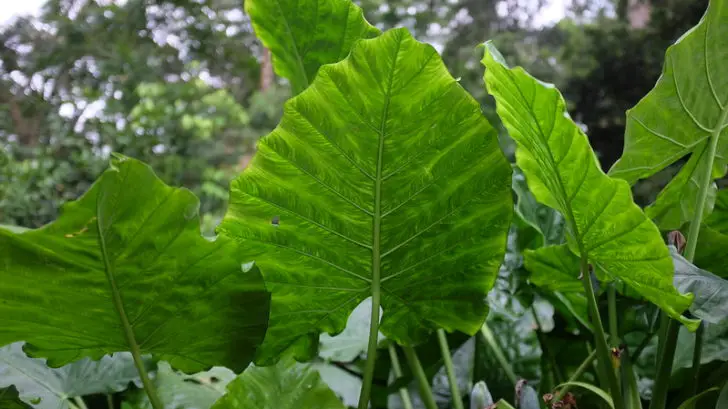 How to Grow Elephant Ears. Easy Guide on Planting and Care