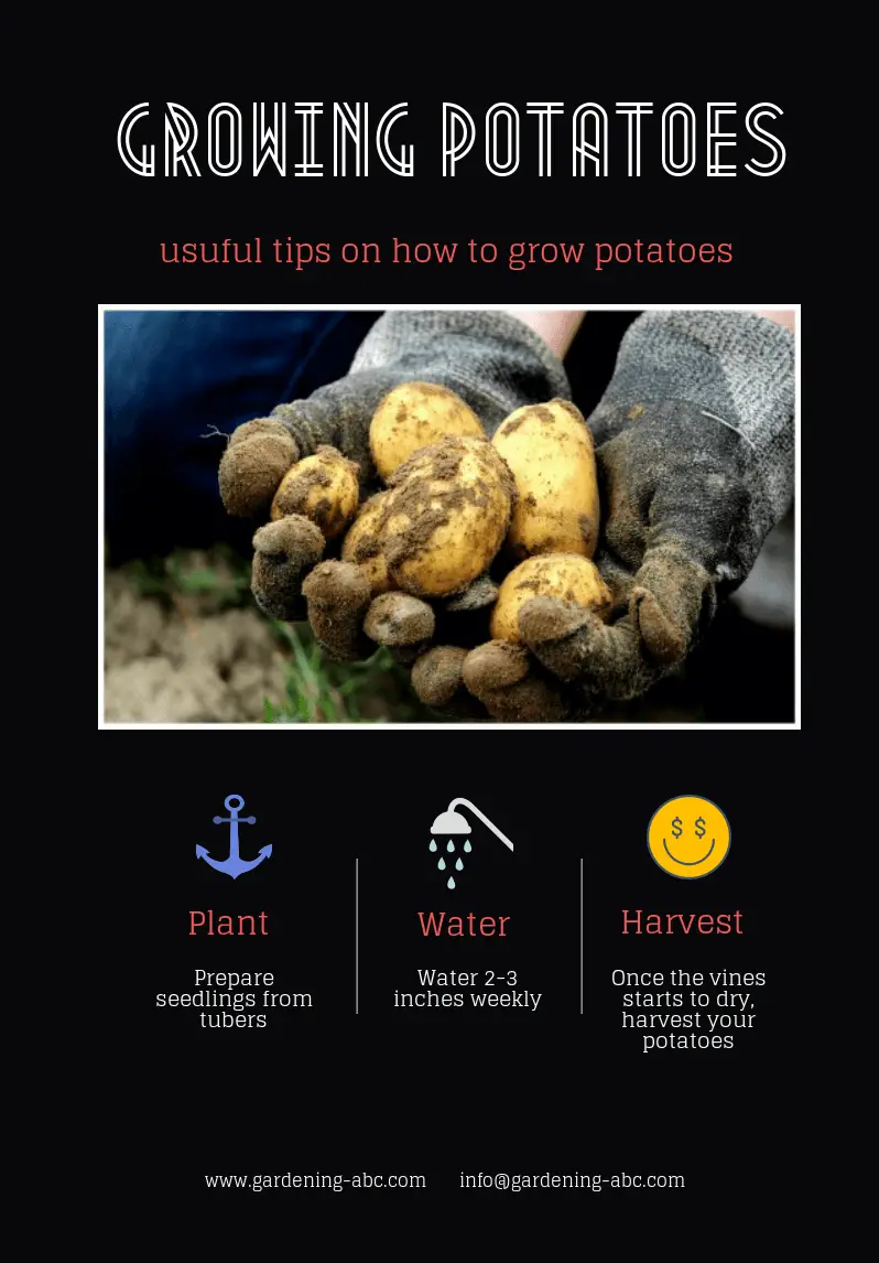 The Best Way To Grow Potatoes At Home: Tips On How To Plant, Hill And ...