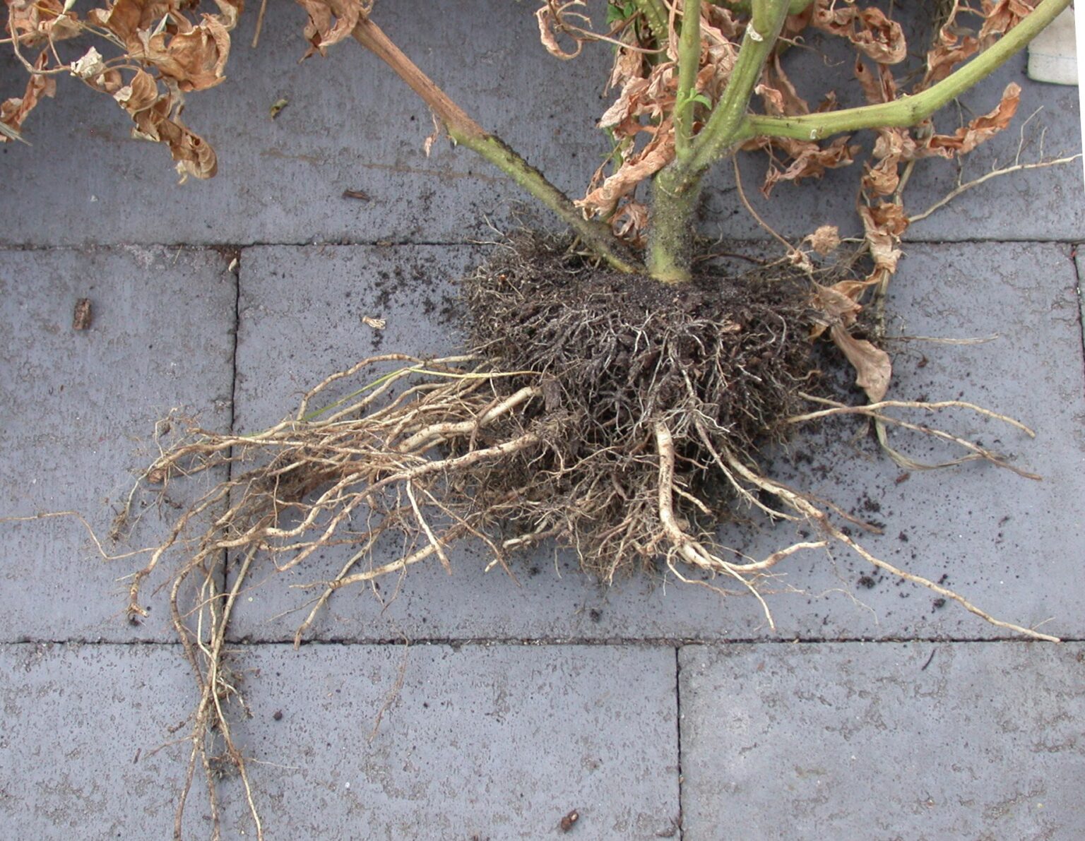 How To Prevent Tomato Root Rot Disease A Simple Easy To Read Guide