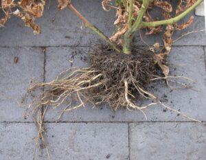How To Prevent Tomato Root Rot Disease: A Simple Easy To Read Guide