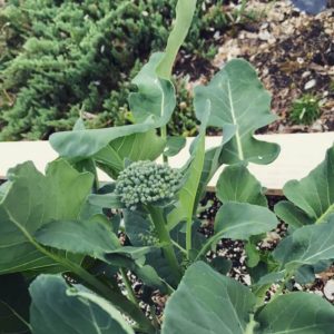 How To Grow Broccoli At Home: Beginners Tips For Growing Broccoli