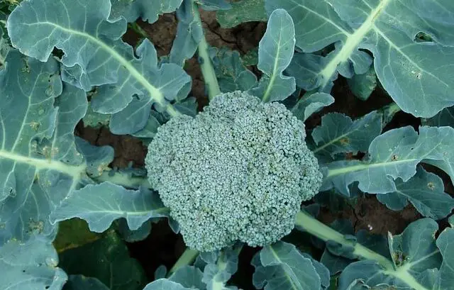 How to Grow Broccoli At Home: Beginners Tips for Growing Broccoli