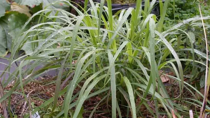 How To Grow Lemongrass At Home Useful Tips To Try Out