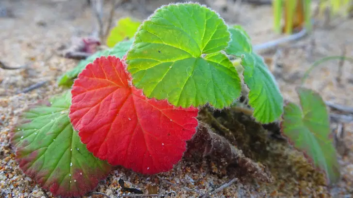 How To Improve Sandy Soil Here Are 4 Simple Steps