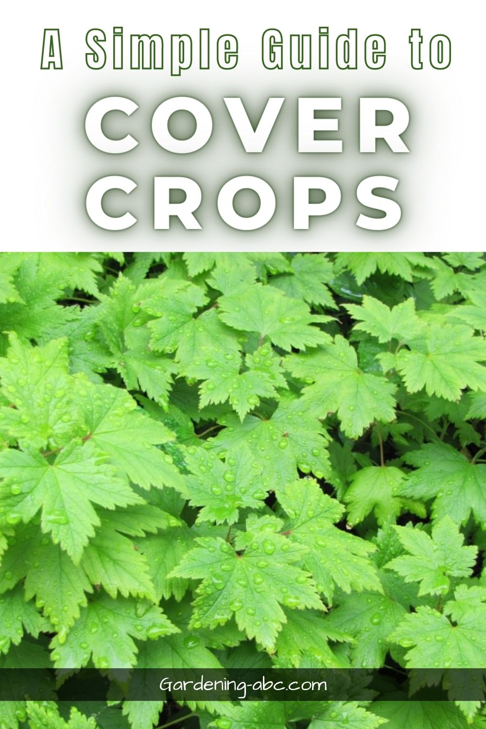 Cover Crops: A General Idea. What Are Those And How To Use Them