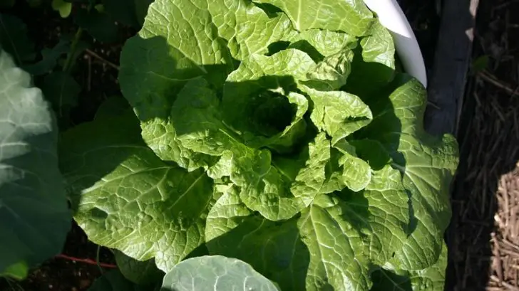 Why My Cabbage Is Not Forming Any Head? How to Ensure A Proper Head