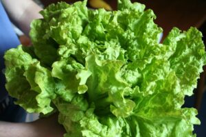 Why My Homegrown Lettuce Is Bitter And 6 Easy Ways To Prevent It