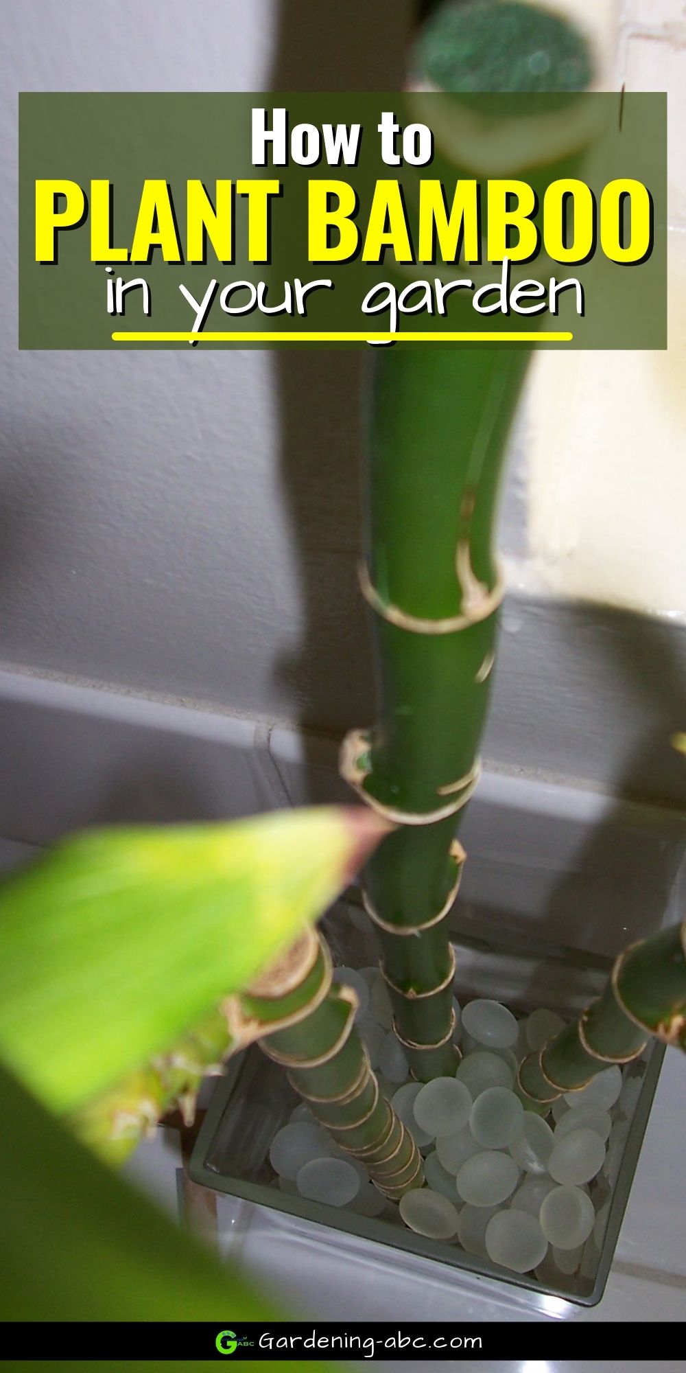 How To Plant Bamboos: A Simple Guide On Planting Bamboos In Your House