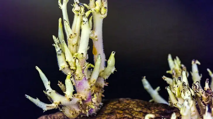 Sprouting Potatoes: How to Easily Grow Eyes on Potatoes