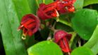 How to Grow Lipstick Plants: Tips and Tricks For Growing Aeschynanthus