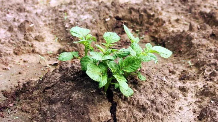 How To Hill Potatoes: A Simple Guide To Potato Hilling.