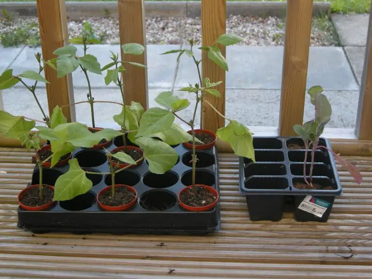 Should You Soak Beans Before Planting? Some Crucial Information