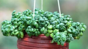 Bubble Plant Care: A Complete Guide On Growing Bubble Plants Easily At Home