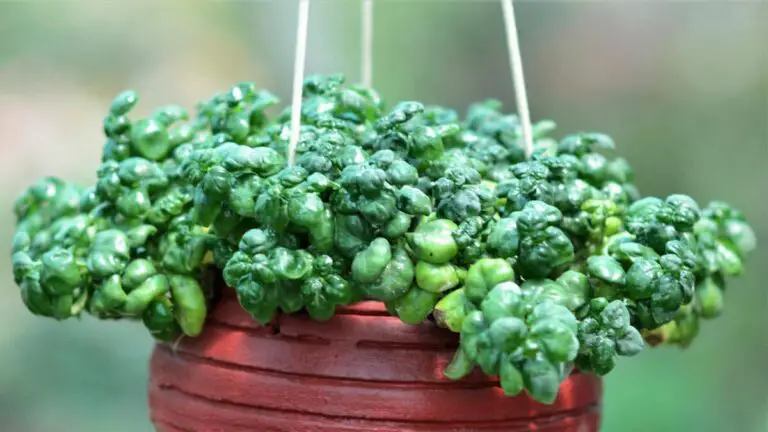 Bubble Plant Care: A Complete Guide On Growing Bubble Plants Easily At Home
