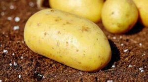 Is Potato A Root, Stem, Or Vegetable? What Part Of The Potato Plant Do ...