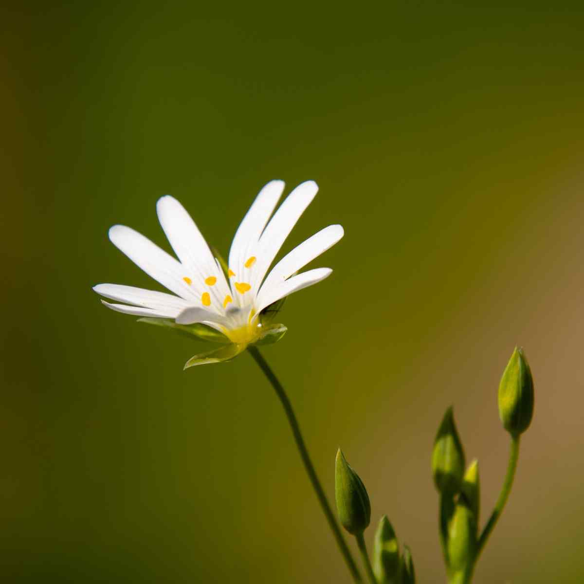 10 Most Popular Italian Flowers That You Can Grow In Your Garden