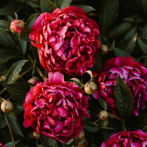 10 Most Popular Italian Flowers That You Can Grow In Your Garden