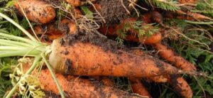 10 Plants With Taproots That You Can Grow In Your Garden