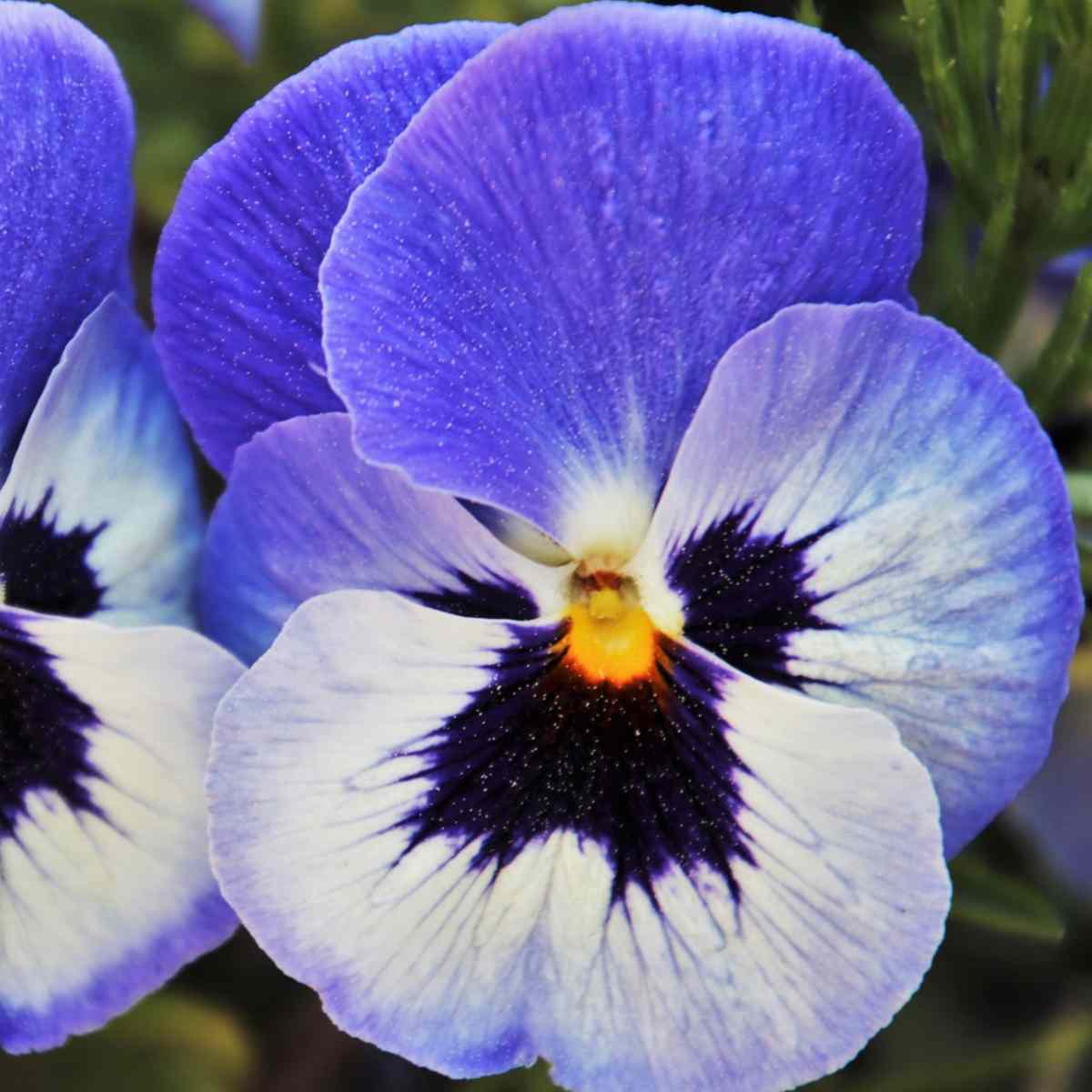 10 Most Popular Italian Flowers That You Can Grow In Your Garden
