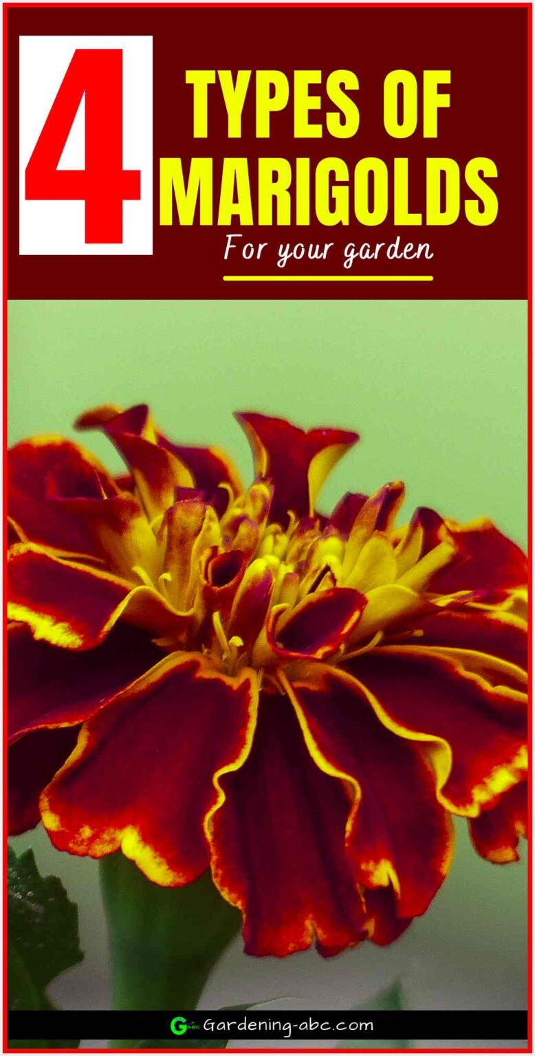 4 Types Of Marigolds That Are Best For Your Garden