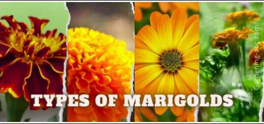 A Guide To Marigold Growth Stages: How Long Does It Take To Grow A Marigold