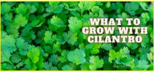 How Do You Harvest Cilantro So It Keeps Growing? [Simple Guide]